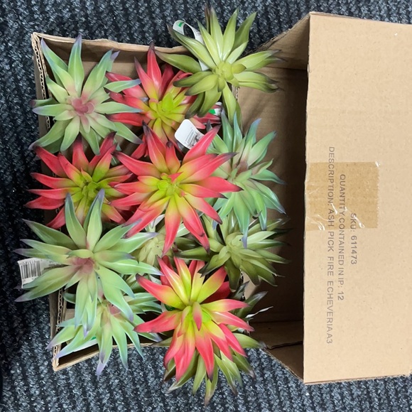 Ashland | Wall Decor | Ash Pick Fire Echeveria 2pc | Poshmark